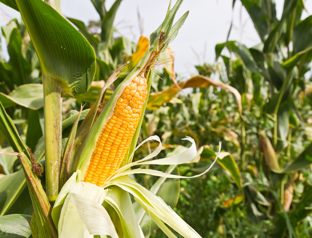 UAWire - Ukraine increases exports of corn to the EU fourfold UAWire - Ukraine increases exports of corn to the EU fourfold