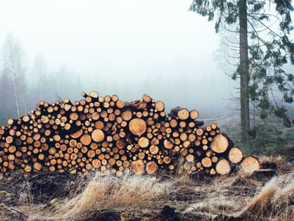 UAWire - Media: EU imports record number of illegal Ukrainian timber UAWire - Media: EU imports record number of illegal Ukrainian timber